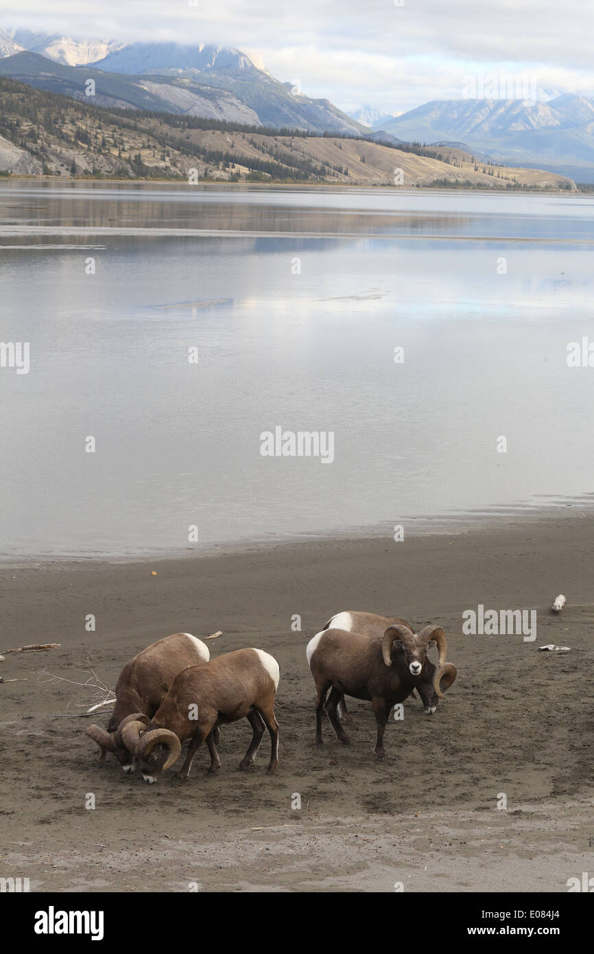 Rams located along the icefields parkway in Canada Stock Photo - Alamy
