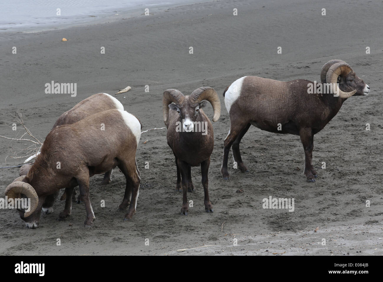 Rams located along the icefields parkway in Canada Stock Photo - Alamy