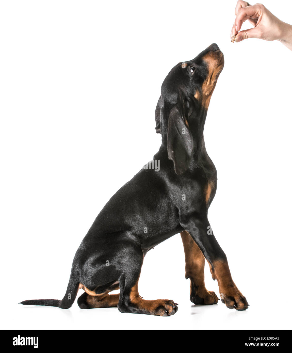 dog training - woman's hand feeding dog a treat while teaching it to ...