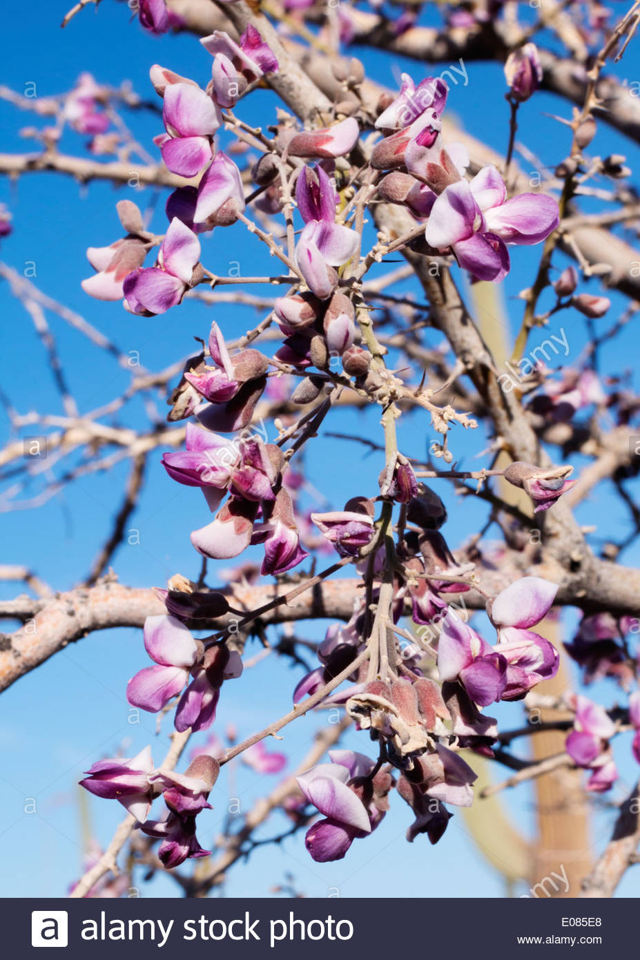 Olneya Tesota High Resolution Stock Photography and Images - Alamy