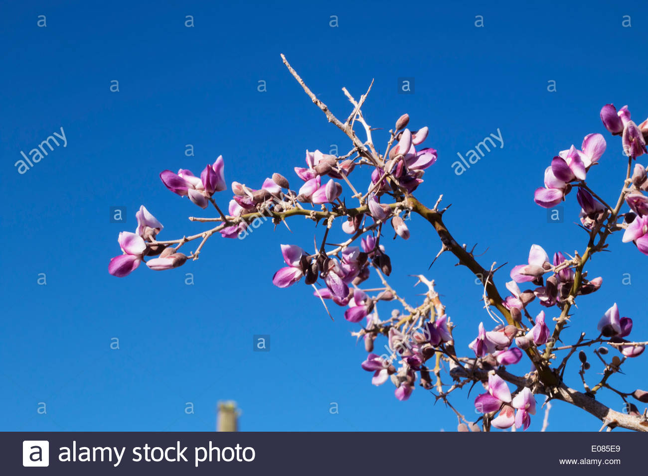Olneya Tesota High Resolution Stock Photography and Images - Alamy