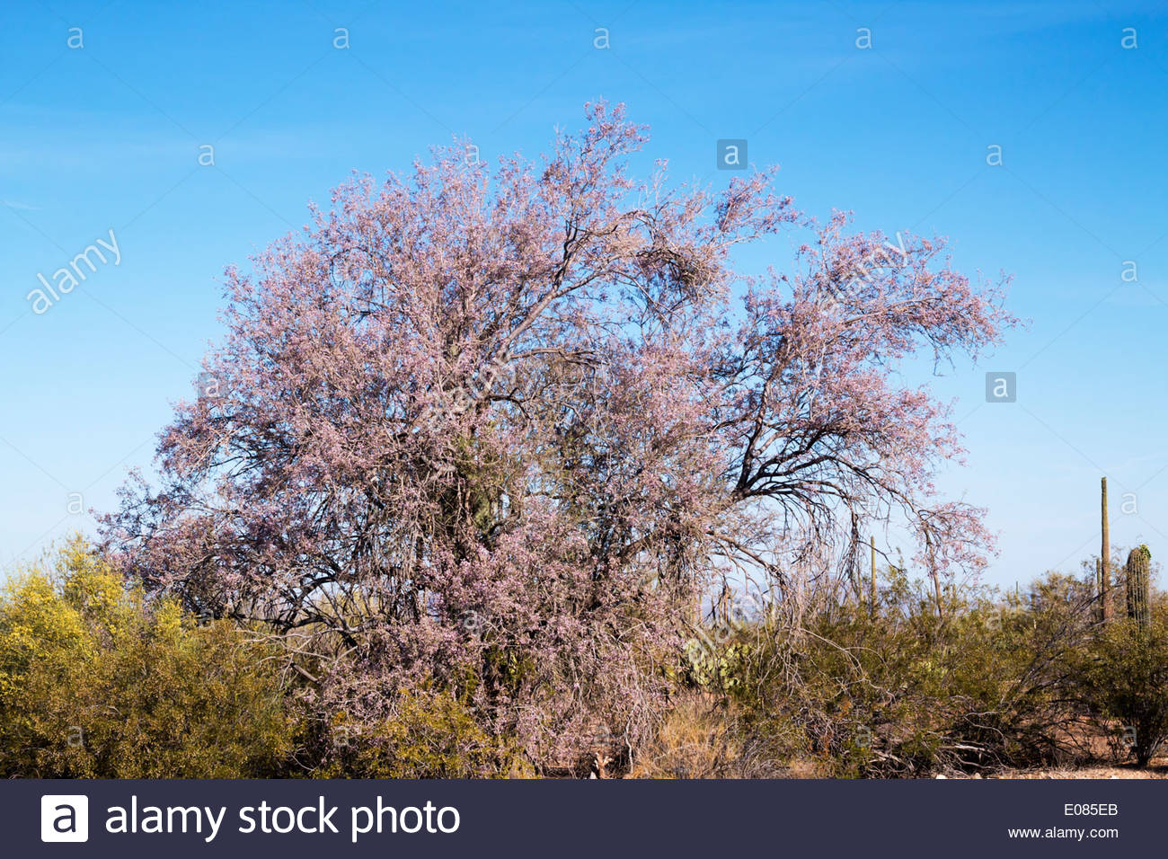Olneya Tesota High Resolution Stock Photography and Images - Alamy