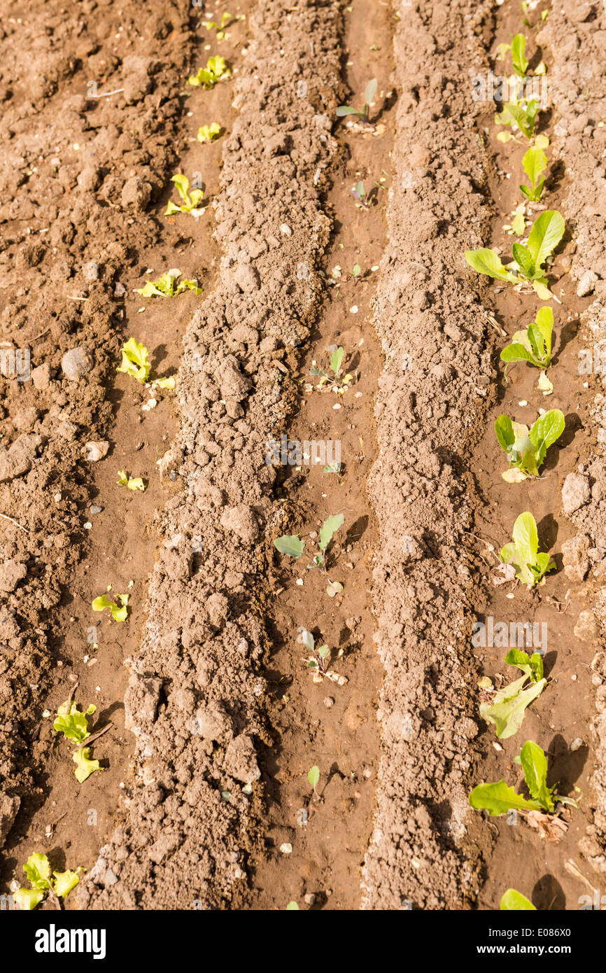 Ridge Planting System High Resolution Stock Photography and Images - Alamy