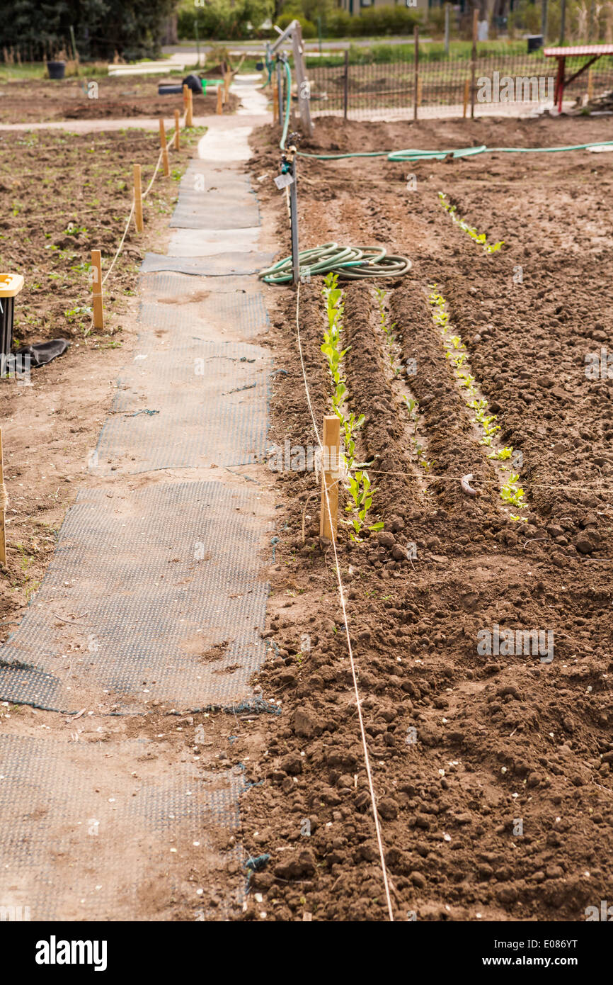Ridge planting system hi-res stock photography and images - Alamy
