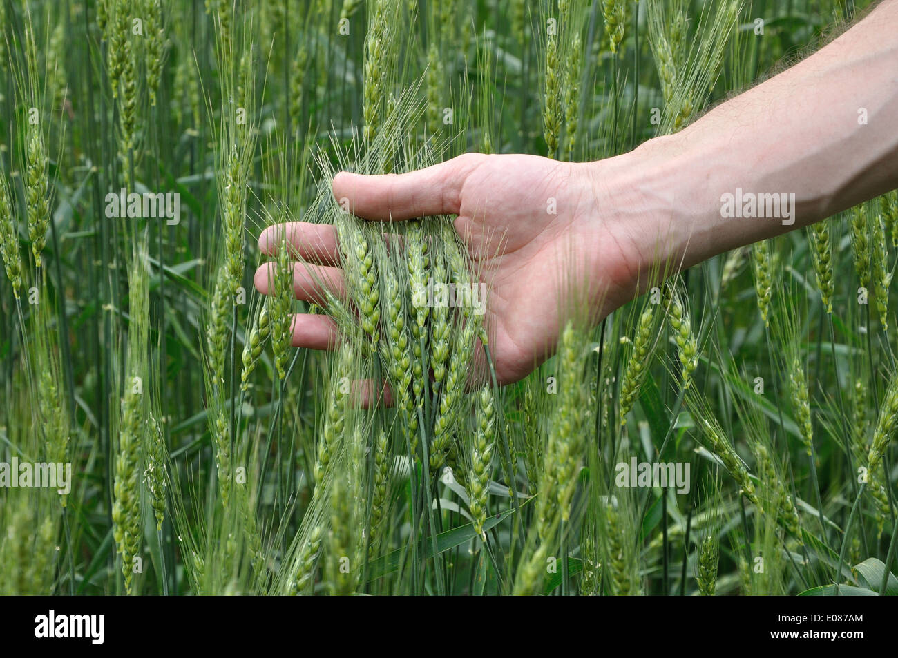 Hand holding wheat plant hi-res stock photography and images - Alamy