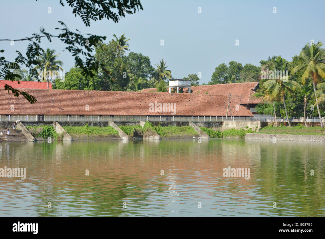 Temple pond, Harippad Stock Photo - Alamy