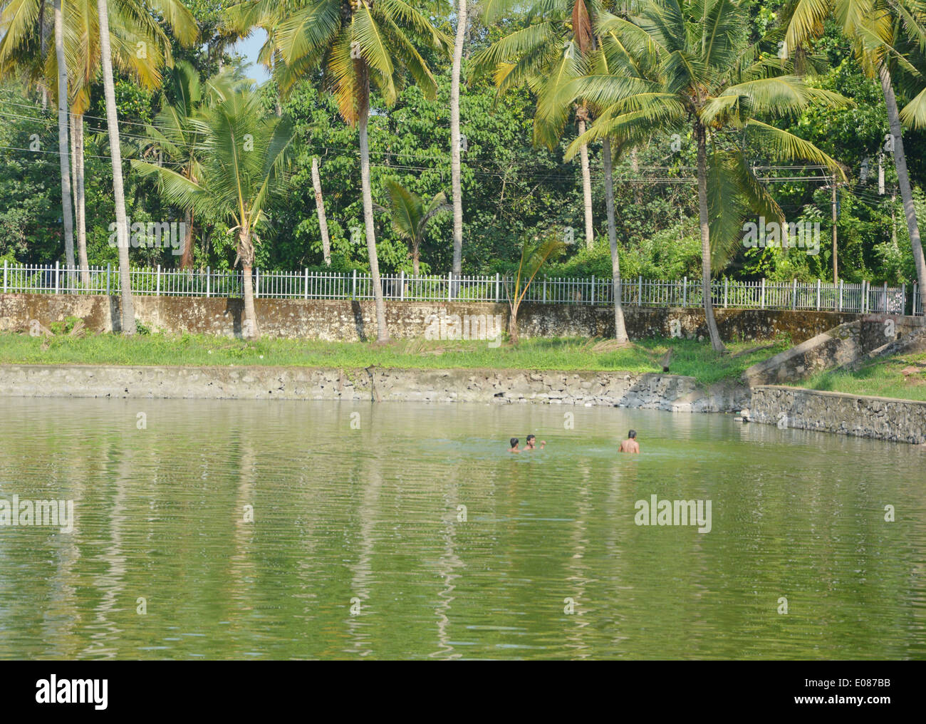Temple pond, Harippad Stock Photo - Alamy