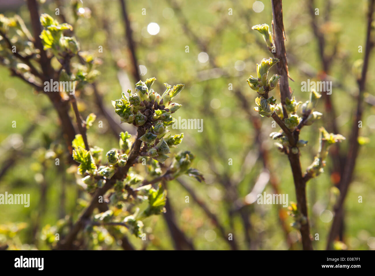 Currant bush blooming in spring in morning sun in Finland Stock Photo ...