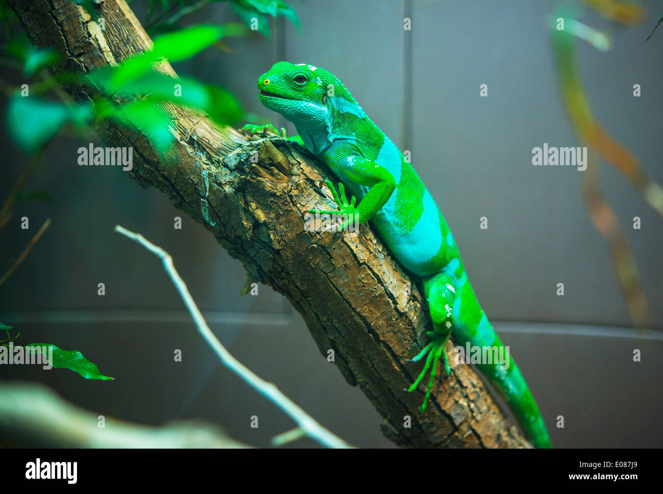Philippine Sailfin Lizard on Tree Branch Stock Photo - Alamy