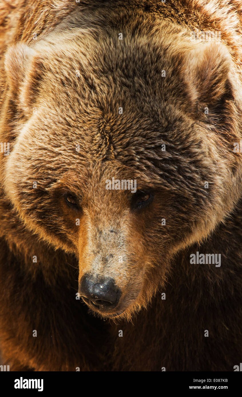 Grizzly Bear Head Closeup Photo. American Brown Bear Stock Photo - Alamy
