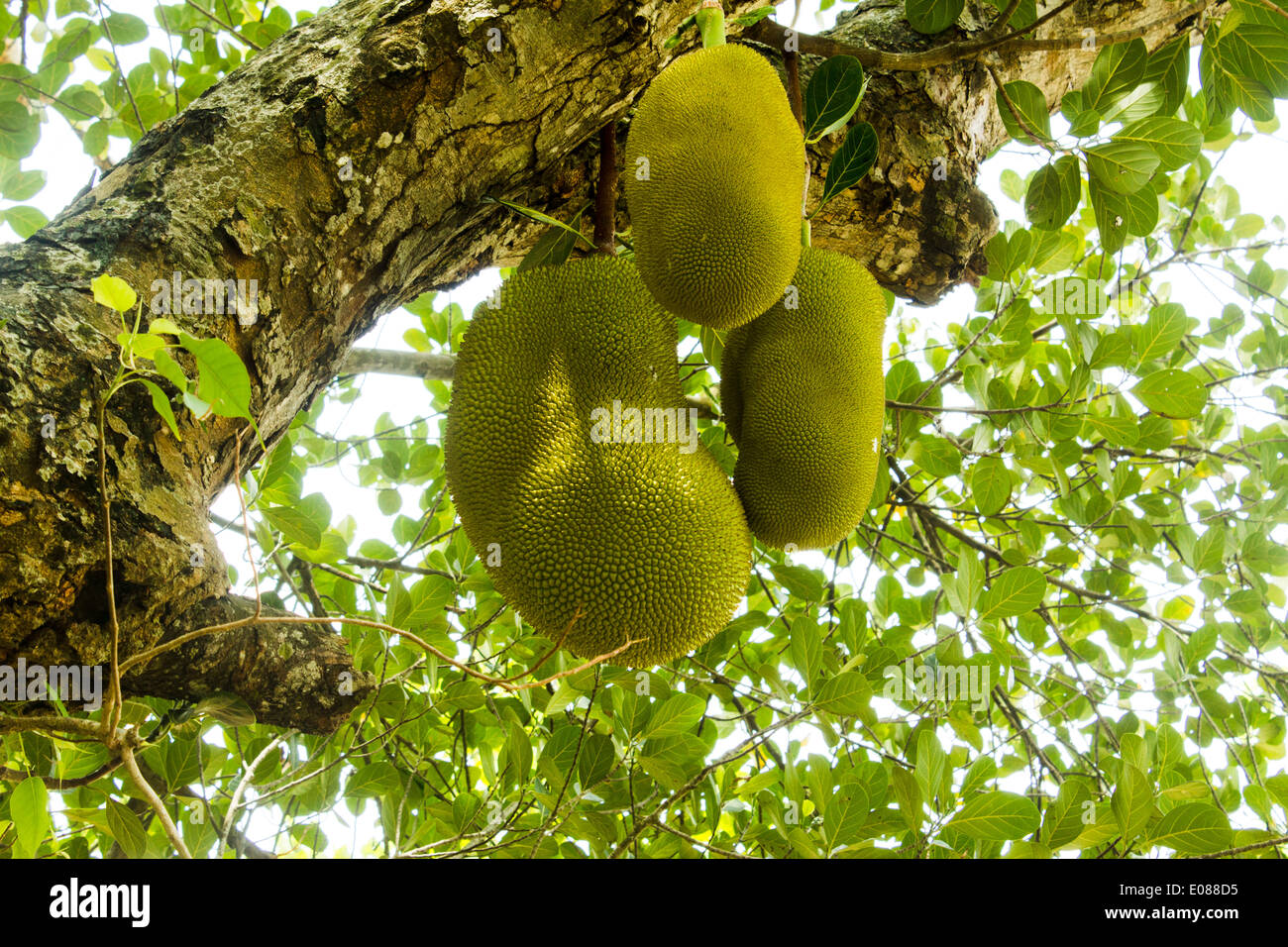 Indian jackfruits growing on a jack-fruit tree Stock Photo - Alamy