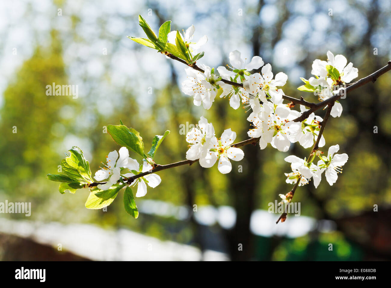 twig of cherry blossoms in fruit orchard in spring Stock Photo - Alamy