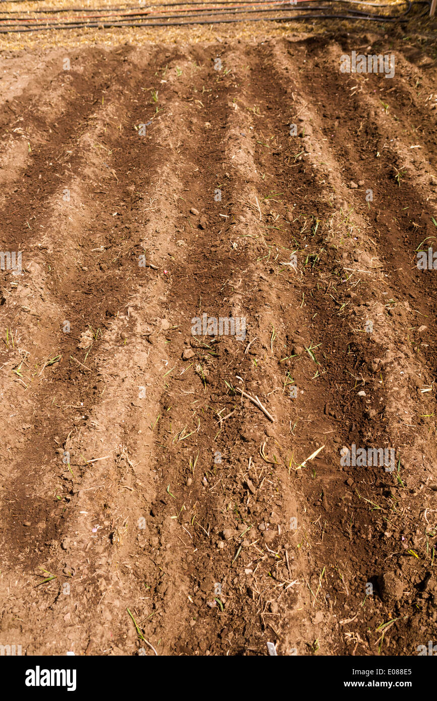 Ridge Planting System High Resolution Stock Photography and Images - Alamy