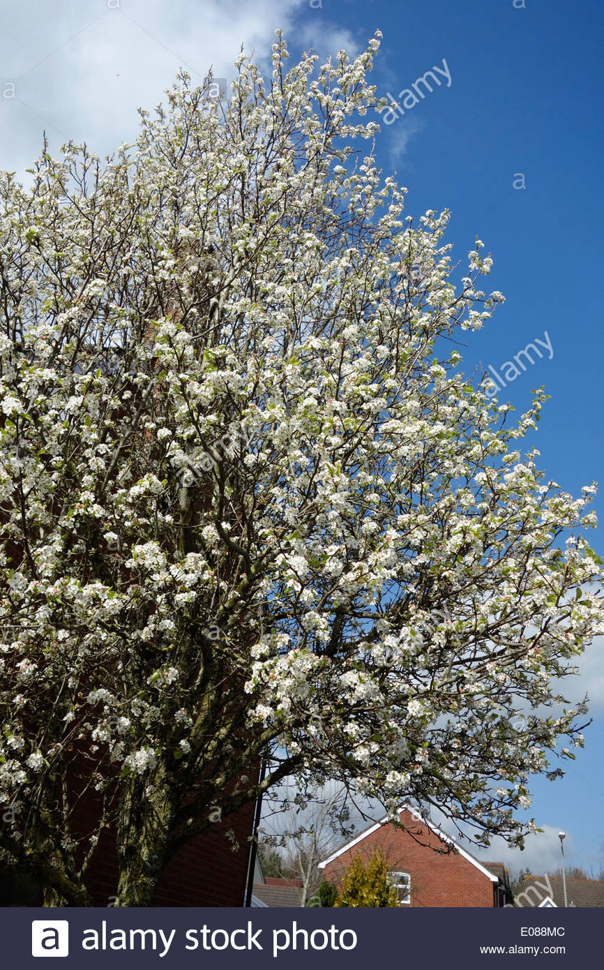 Pyrus Calleryana Chanticleer Stock Photos & Pyrus Calleryana ...