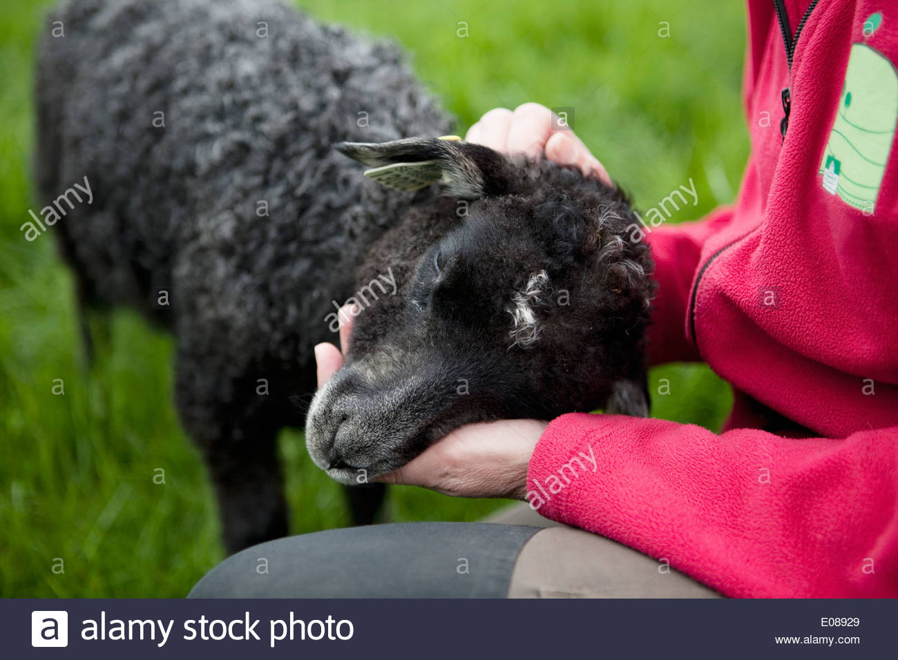 Baby Sheep Lamb High Resolution Stock Photography and Images - Alamy