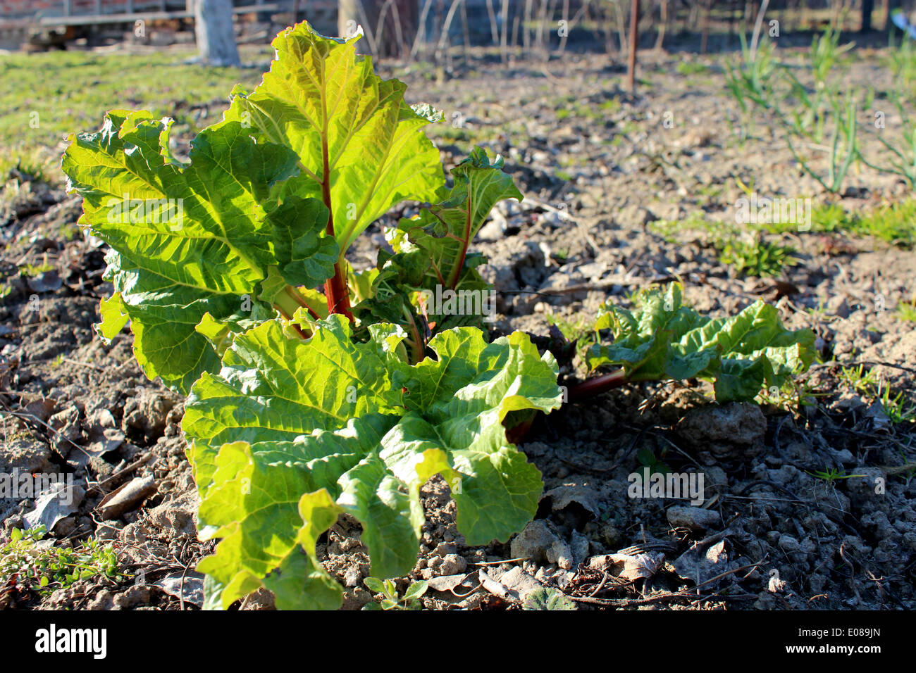 Young sprouts of a rhubarb progrown from the ground in the spring Stock ...