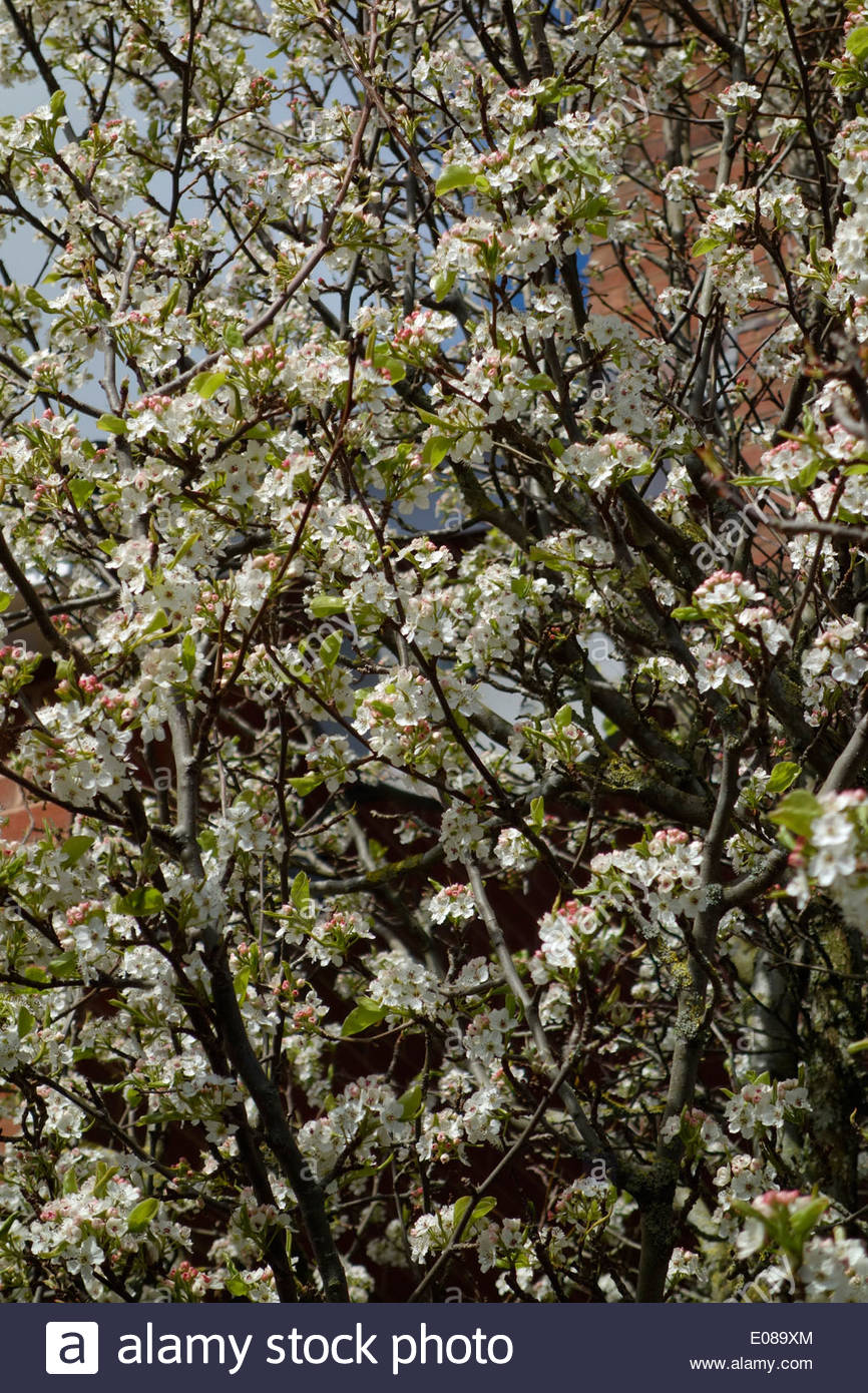 Pyrus Calleryana Chanticleer Stock Photos & Pyrus Calleryana ...