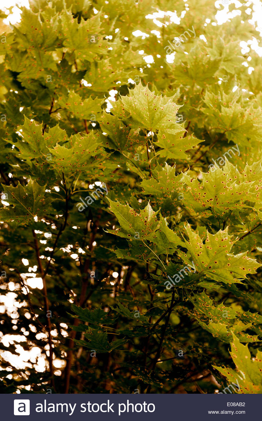 Growing Tree High Resolution Stock Photography and Images - Alamy