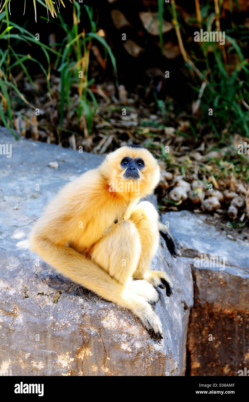 Golden cheek gibbon, also known as yellow-cheeked gibbon (Nomascus ...