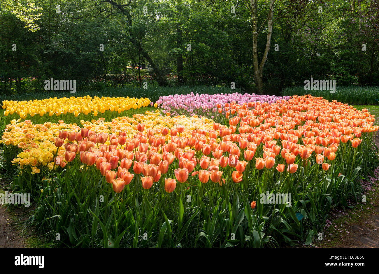 DUTCH TULIPS IN A BED AT KEUKENHOF GARDENS SPRINGTIME HOLLAND Stock ...