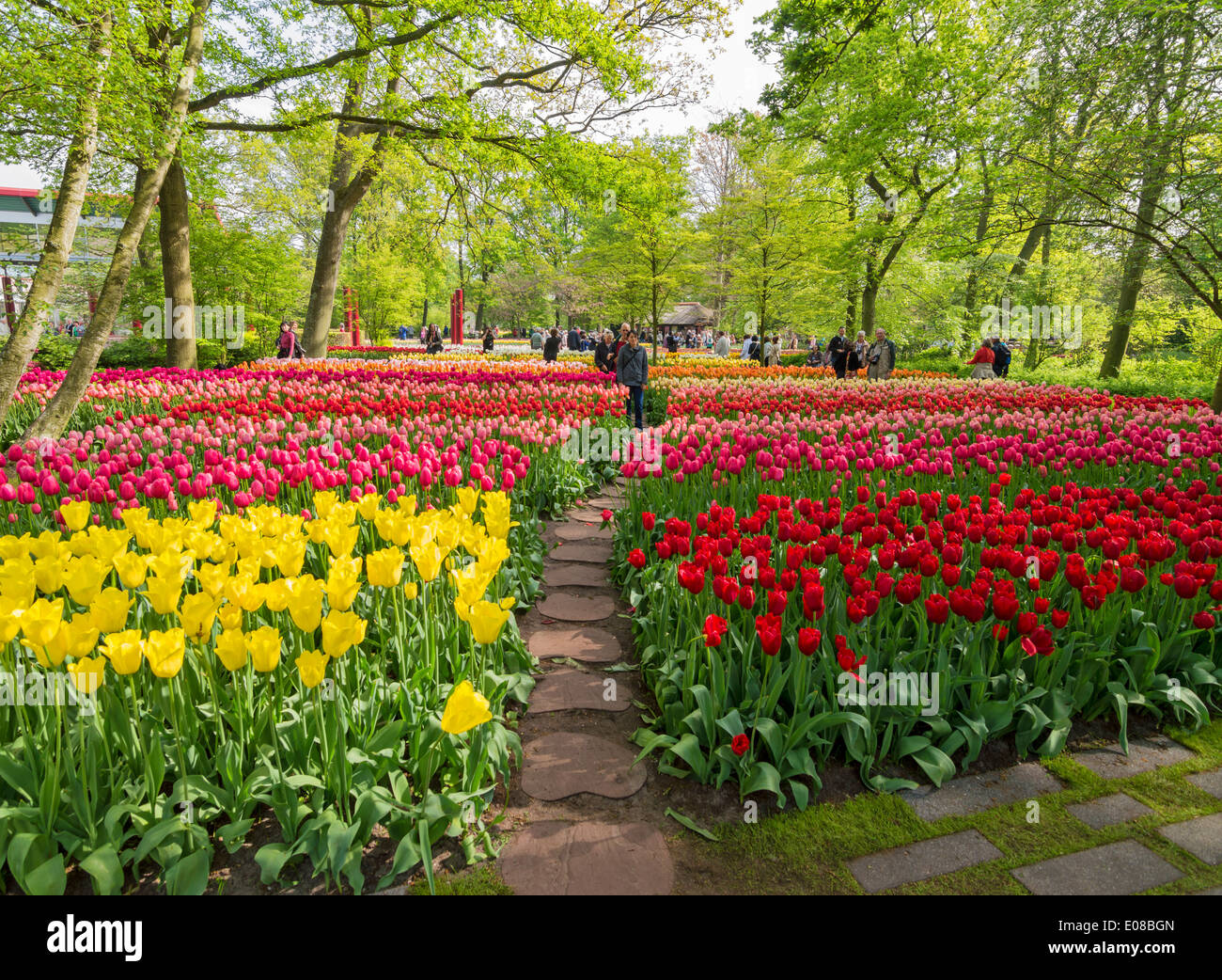 DUTCH TULIPS IN MANY COLOURS WITH SPRINGTIME TREES AND TOURISTS ...