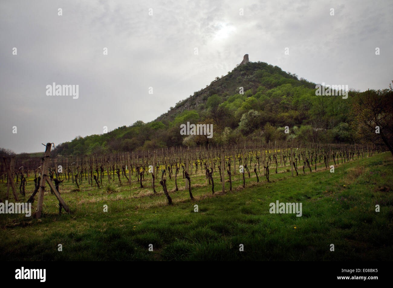 The Palava Landscape Protected Area, Devicky Castle ruin, vineyard ...