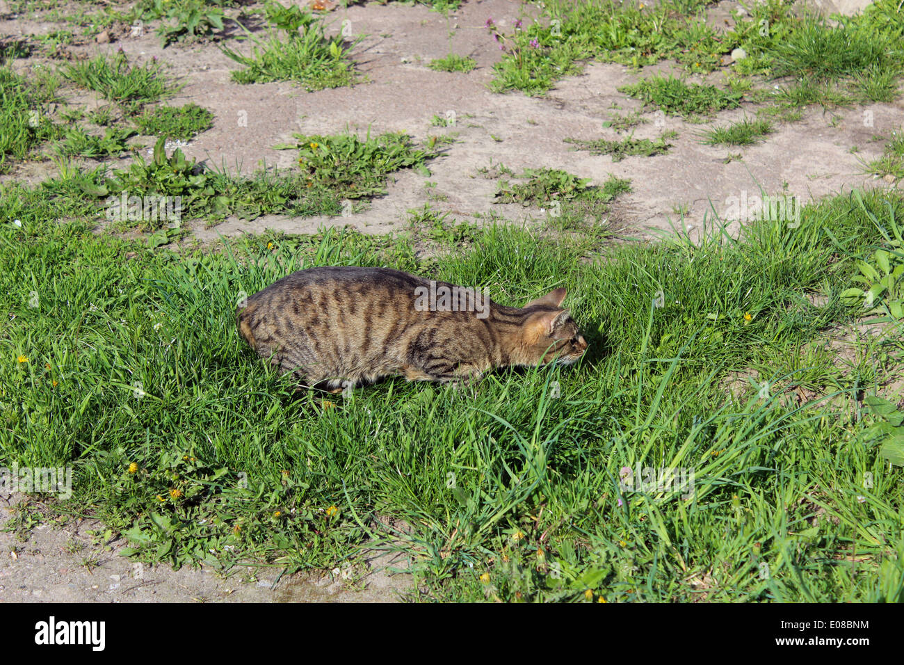 Attack cat hi-res stock photography and images - Alamy