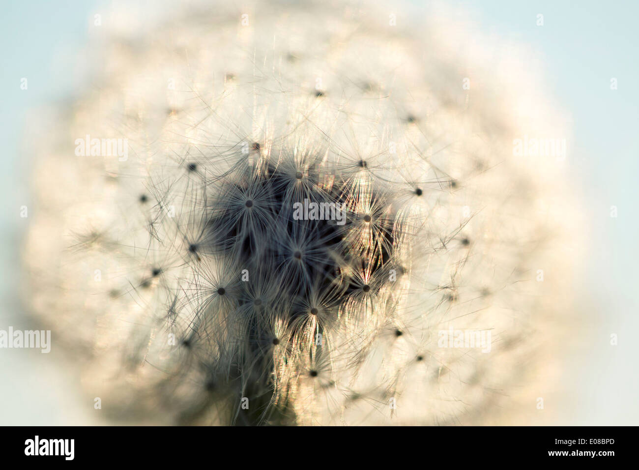 Dandelion spider hi-res stock photography and images - Alamy