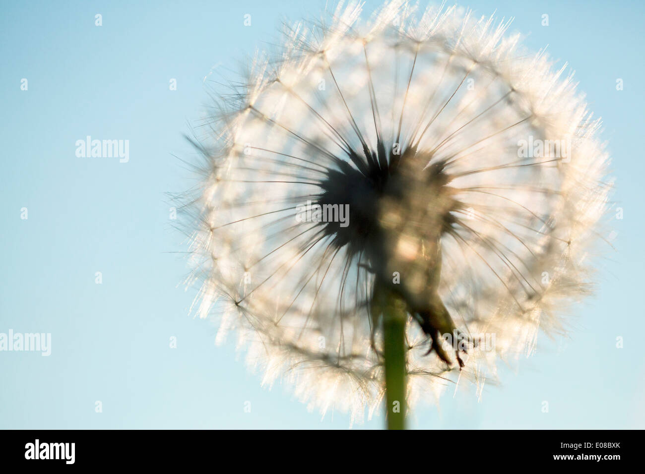 Dandelion spider hi-res stock photography and images - Alamy