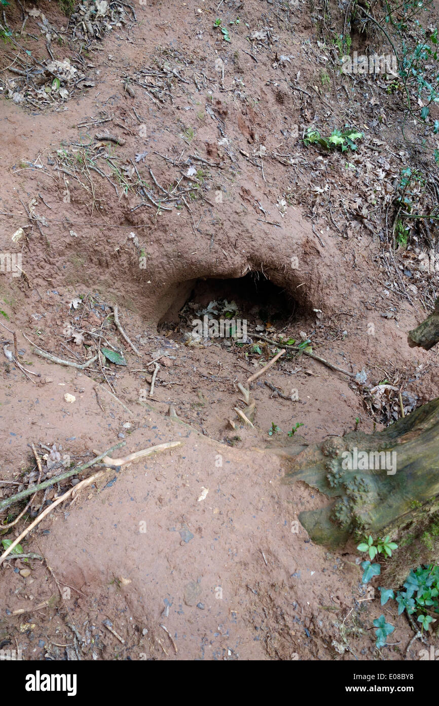 Badger - Meles meles evidence of digging and sett activity on sandy ...