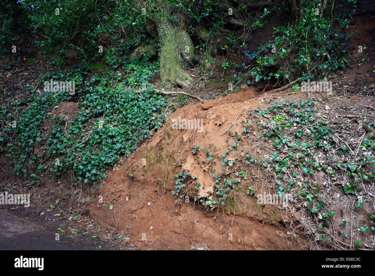 Badger - Meles meles evidence of digging and sett activity on sandy ...