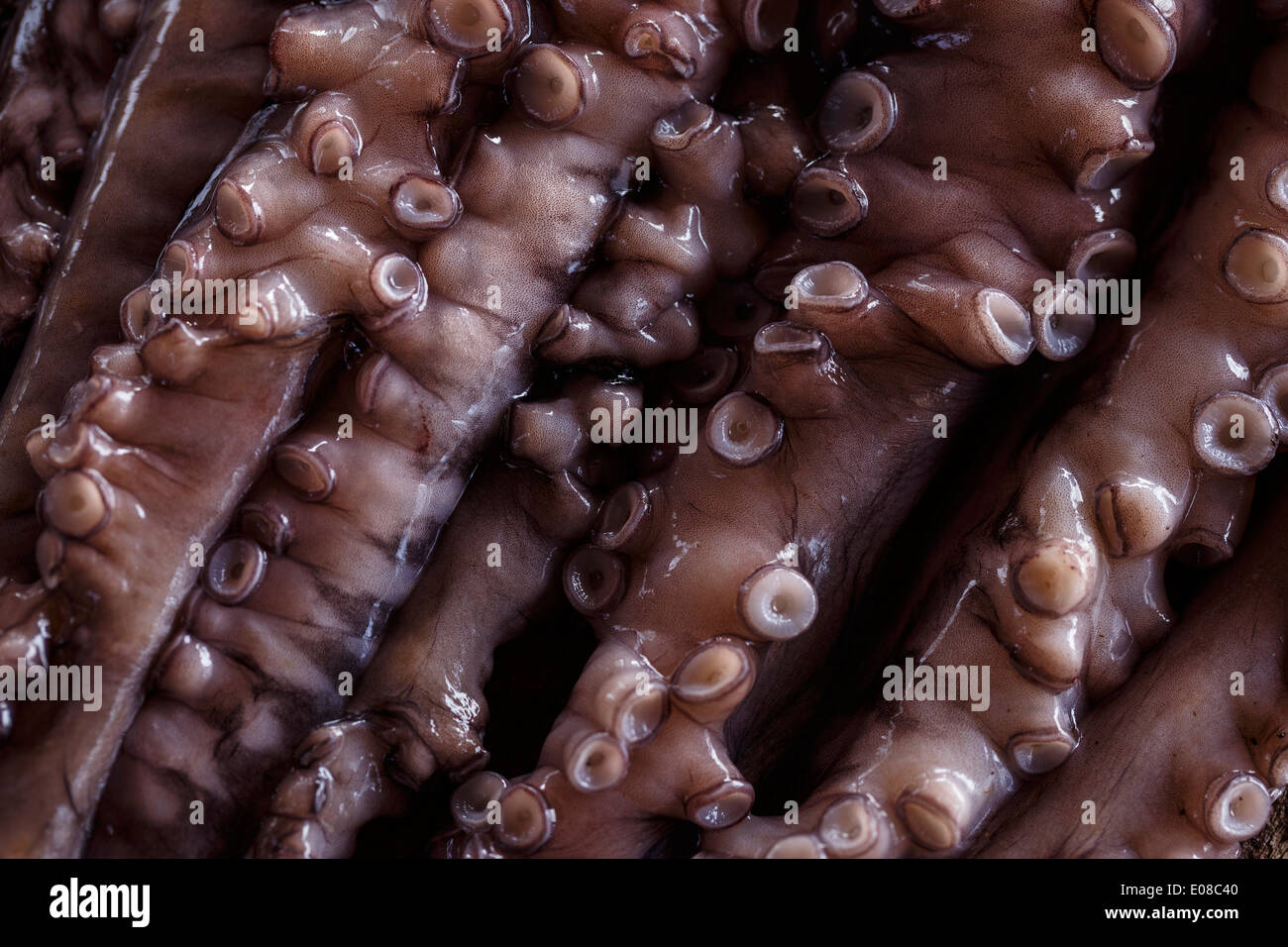 Octopus for Sale Stock Photo - Alamy
