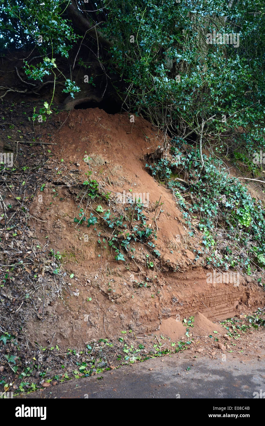Badger - Meles meles evidence of digging and sett activity on sandy ...