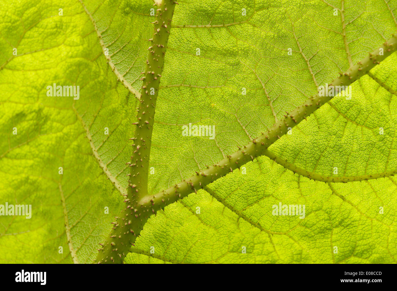 New backlit leaf of giant Gunnera massive umbrella like leaves ...