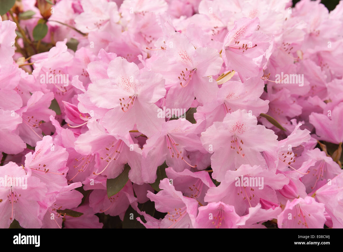 Mass lots of delicate blush candy pink flowers of Azalea in springtime ...