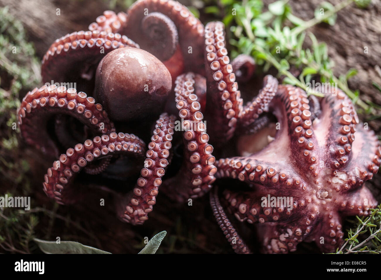 Octopus close up hi-res stock photography and images - Alamy