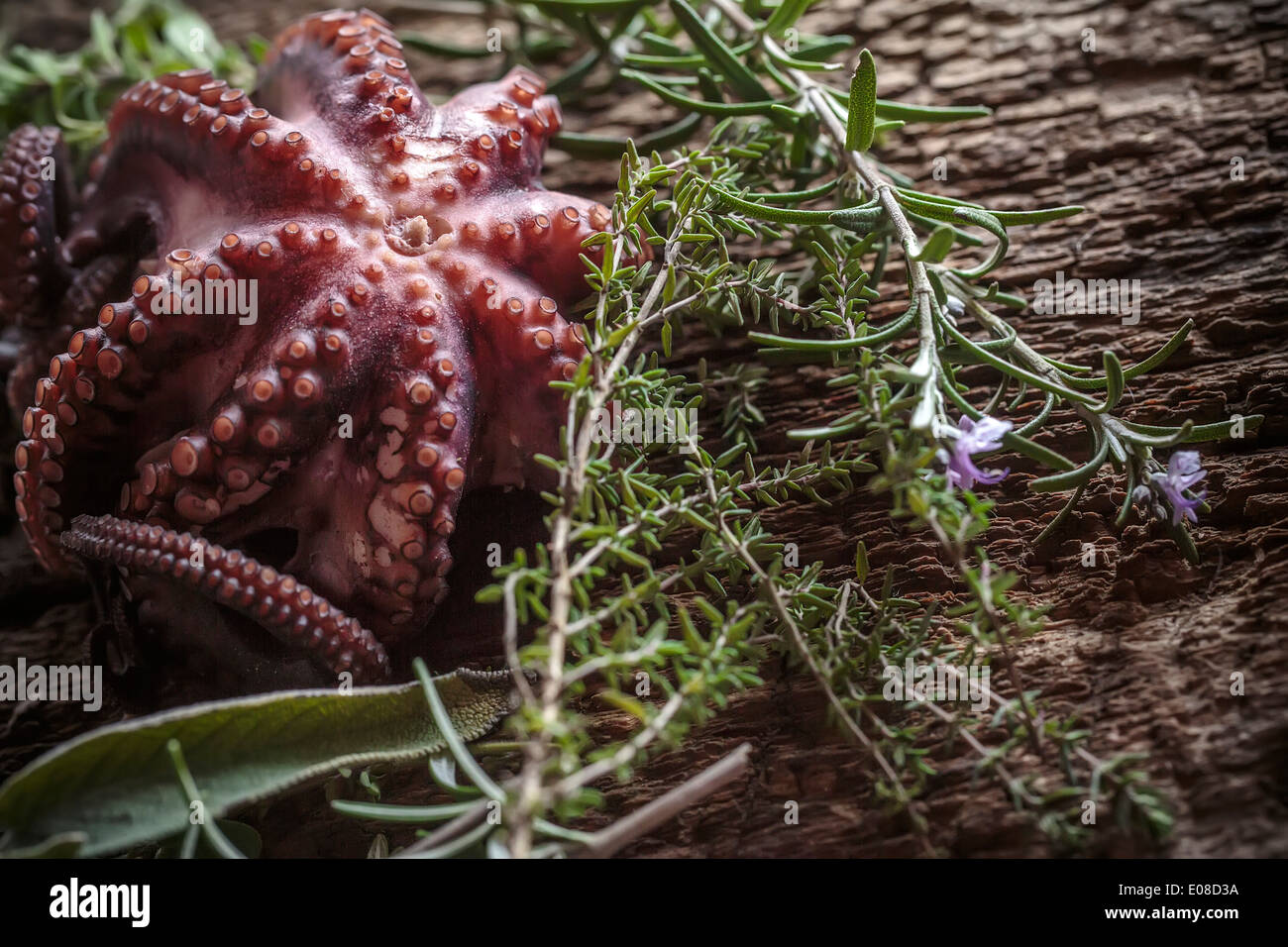 Dead octopus hi-res stock photography and images - Alamy