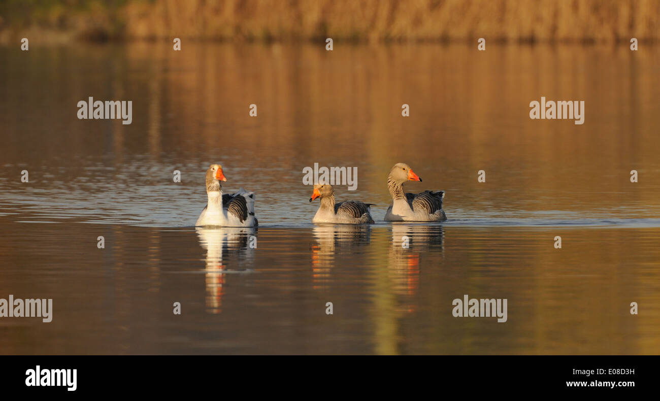 Three geese swimming in a pond with reed in the background and ...