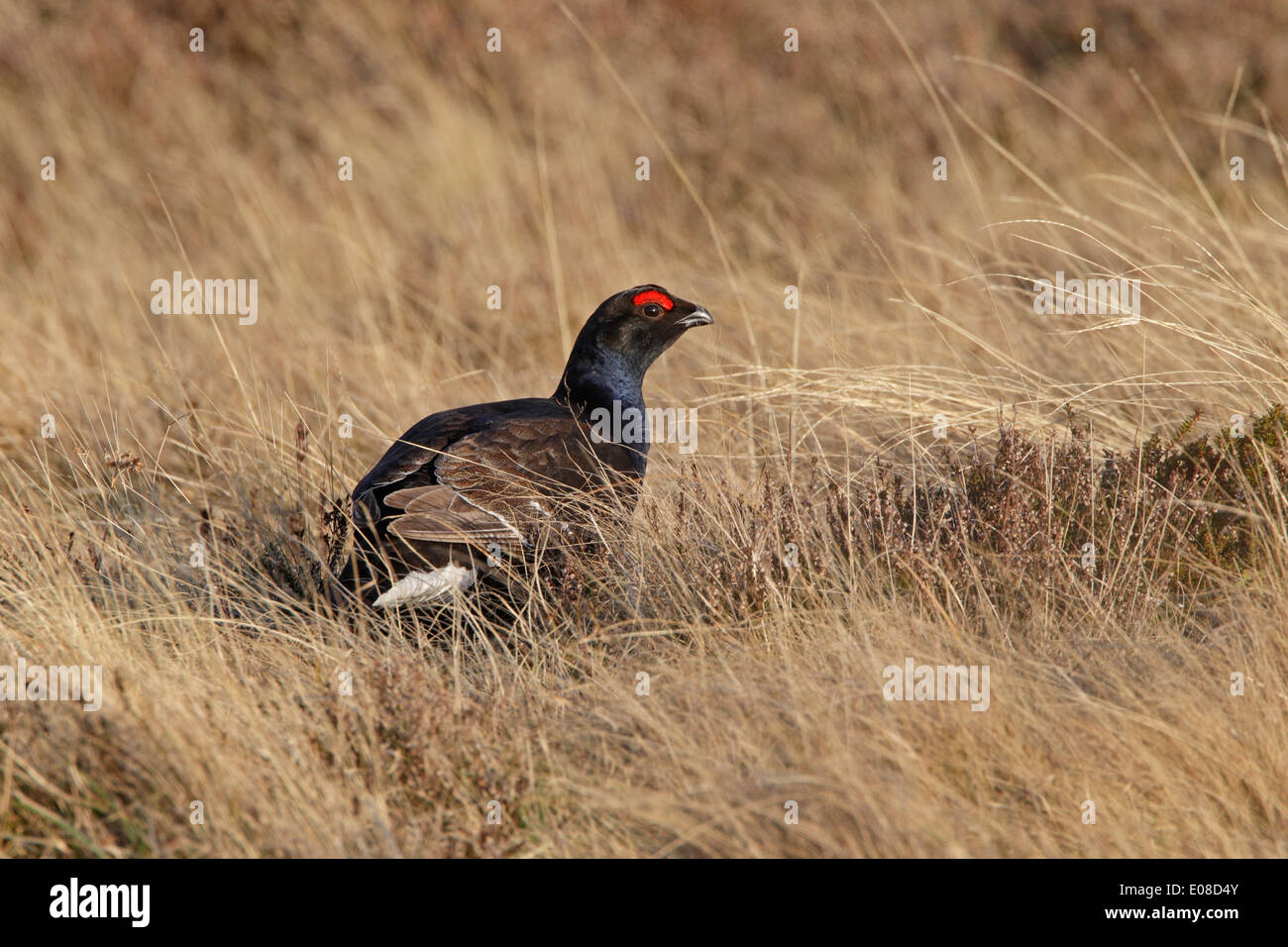 Black grouse scotland hi-res stock photography and images - Alamy
