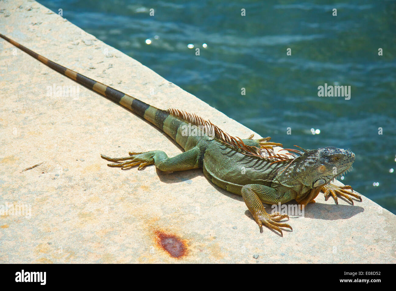 Iguana iguana in water hi-res stock photography and images - Alamy