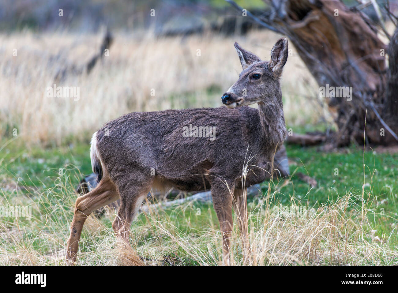 Mule Deer in Utah Zion National Park Stock Photo - Alamy