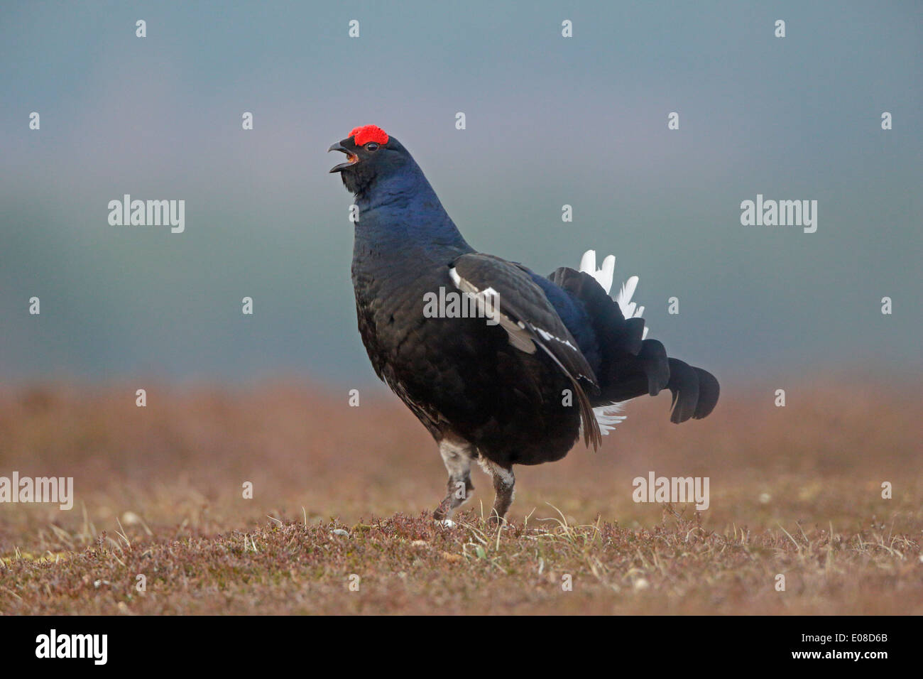 Male Black Grouse displaying on a lek Stock Photo - Alamy