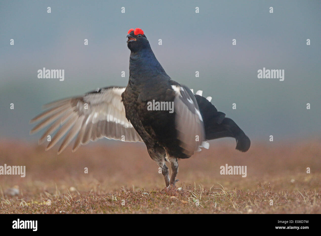 Male Black Grouse displaying on a lek Stock Photo - Alamy