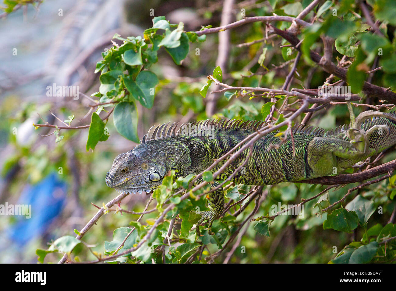 Iguana iguana climb hi-res stock photography and images - Alamy