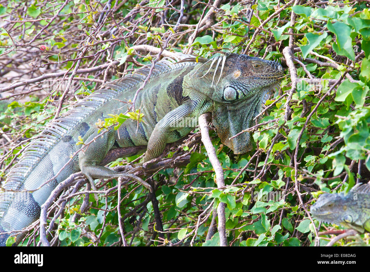 Iguana climbing on tree hi-res stock photography and images - Alamy