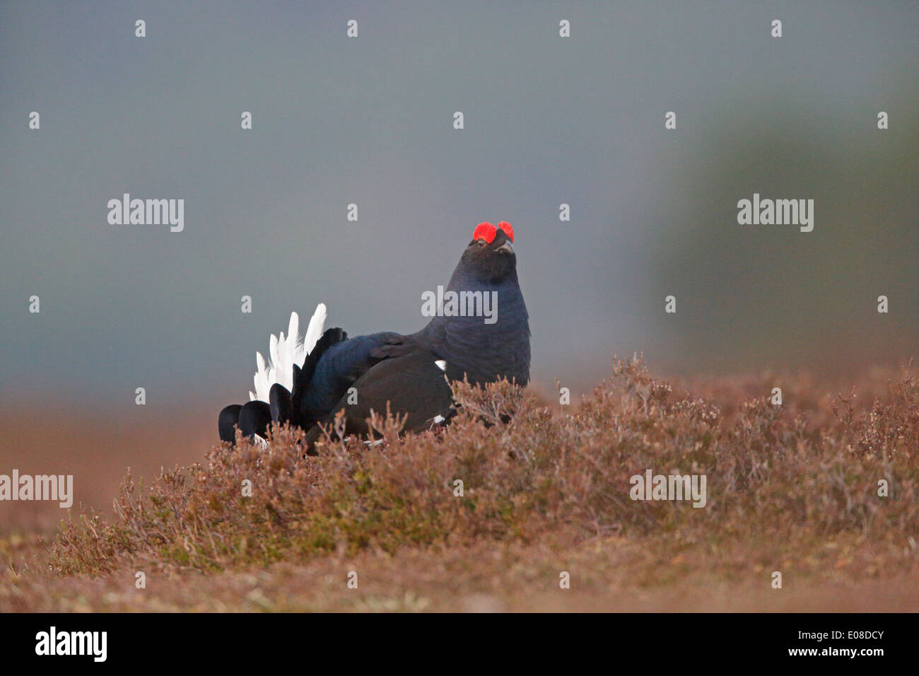 Male Black Grouse displaying on a lek Stock Photo - Alamy