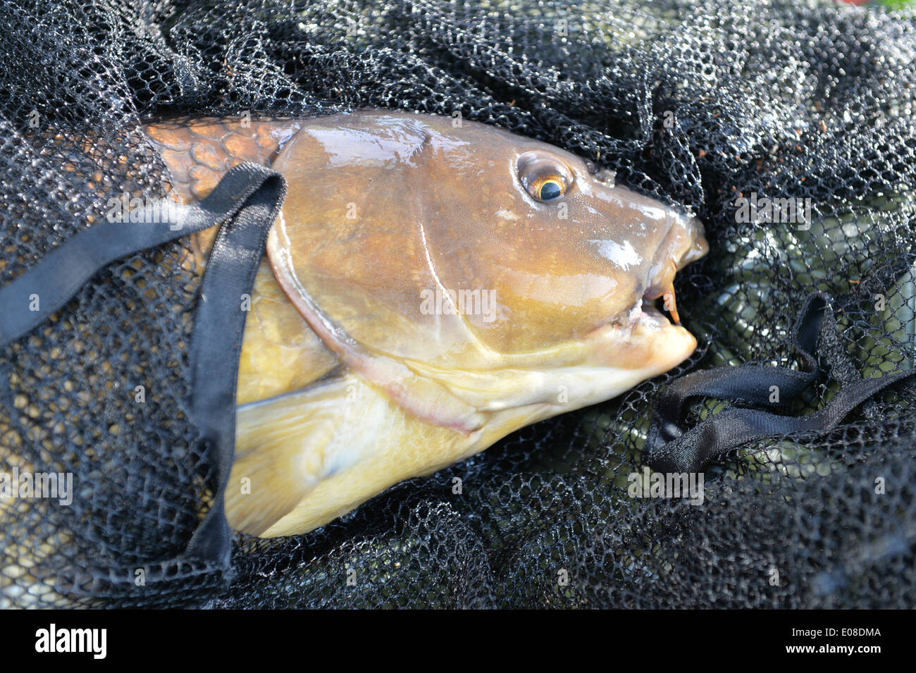 Catched carp in fishing net Stock Photo - Alamy