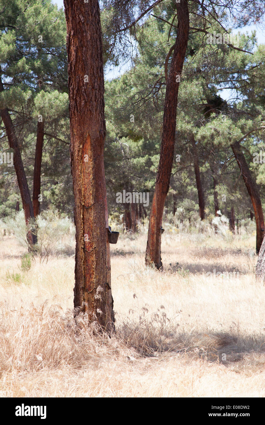 Resin forest hi-res stock photography and images - Alamy