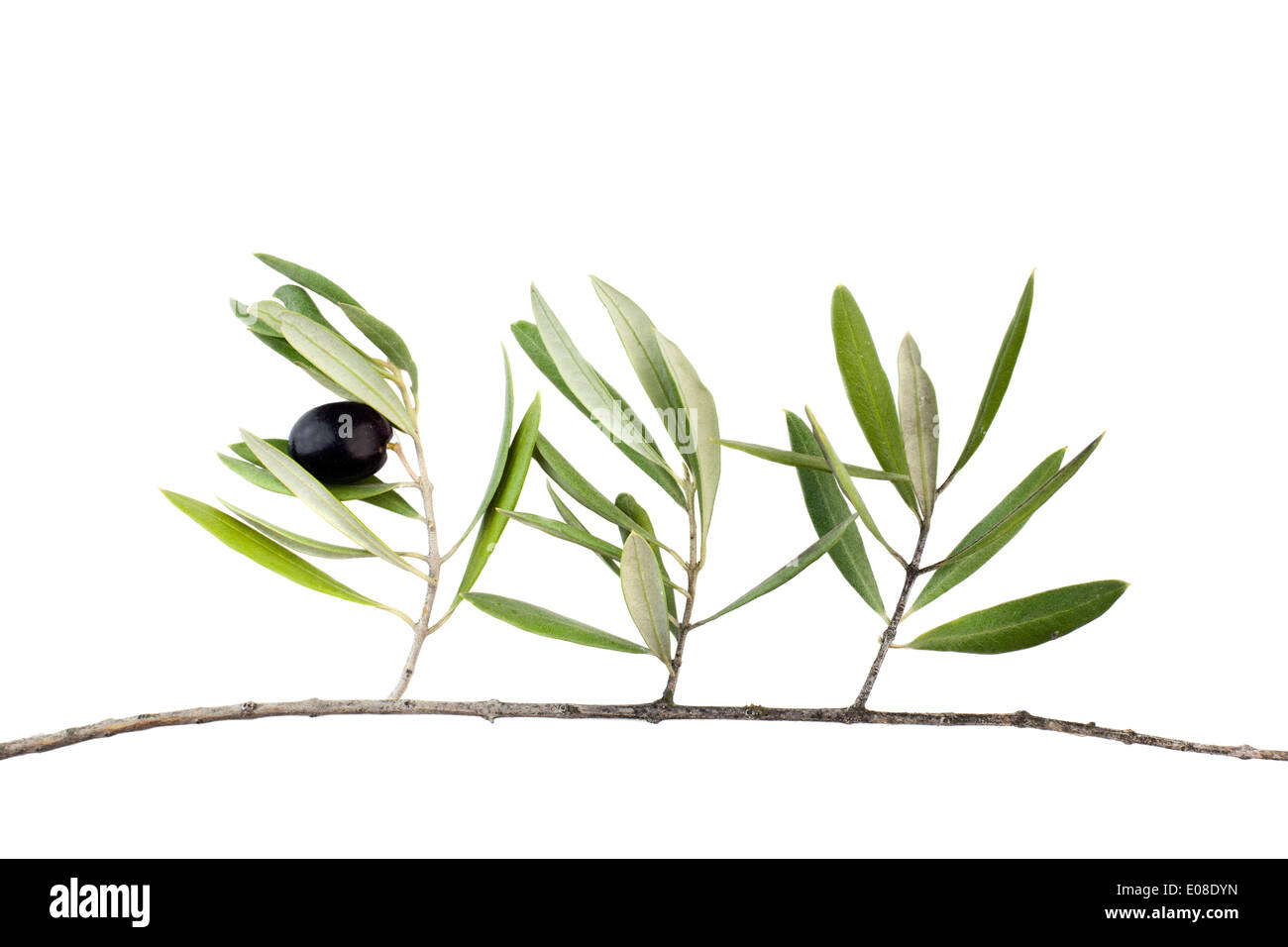 Black olive tree hi-res stock photography and images - Alamy