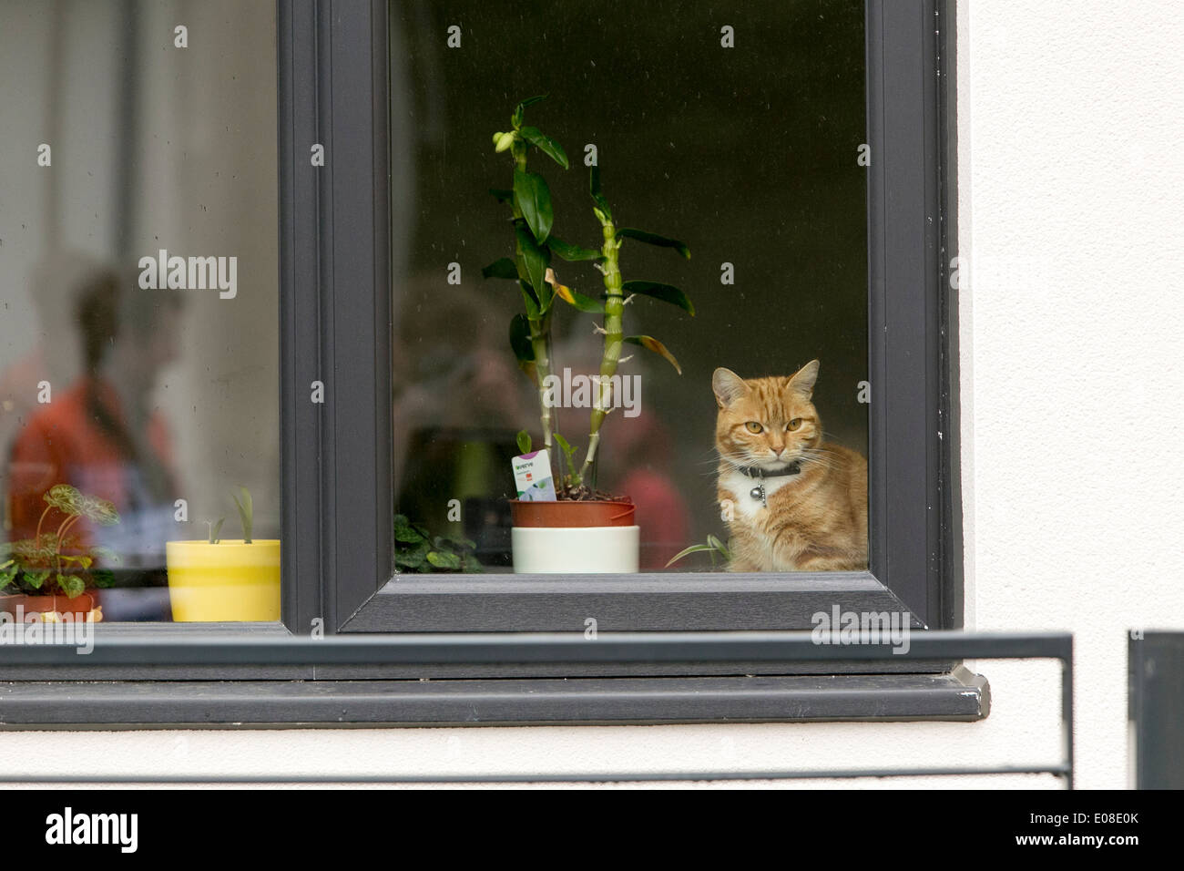A cat looks out of a house window Stock Photo - Alamy